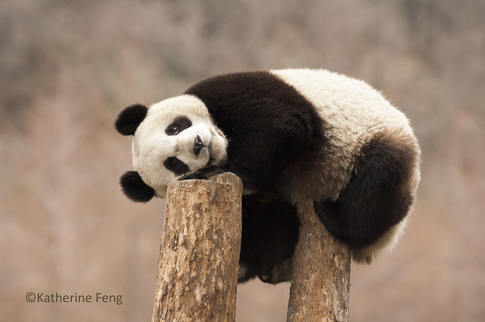 Pandas & Conservation Photography, April 12 – Pagosa Springs ...