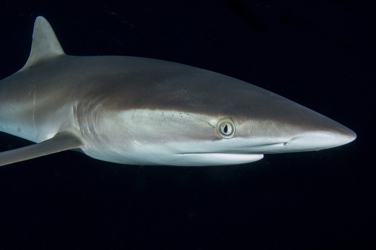 The Beauty and Challenges of Underwater Photography – Pagosa Springs ...